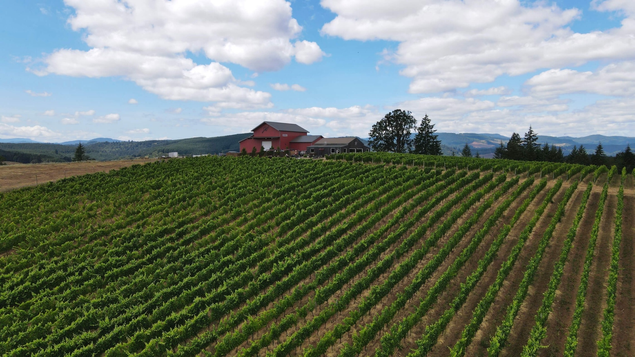 J Wrigley Vineyard - Artisan Vino